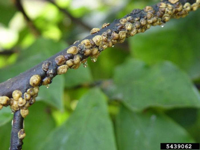 magnolia_scale - Natural Tree