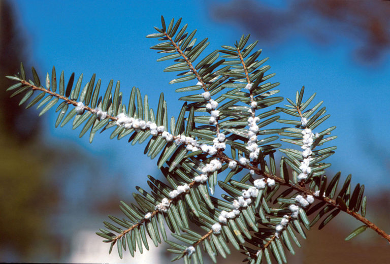 Common hemlock pests and problems - Natural Tree