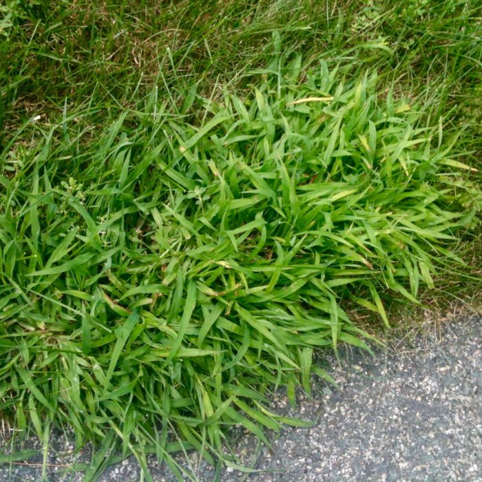 What is crabgrass? - Natural Tree