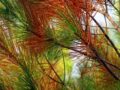 Do Pine Trees or Pine Needles Change the pH of My Soil? - Natural Tree