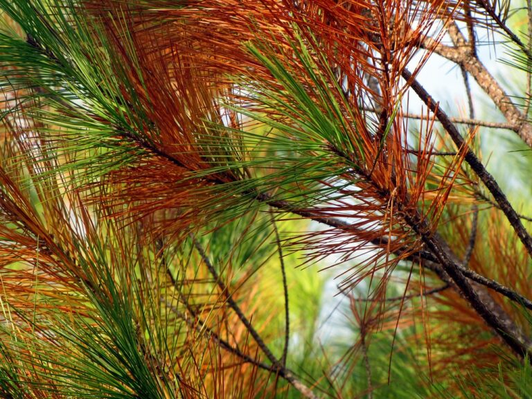 Do Pine Trees or Pine Needles Change the pH of My Soil? - Natural Tree